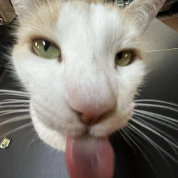 dencate's Marvel Rivals esports profile to rule them all - Curry.gg