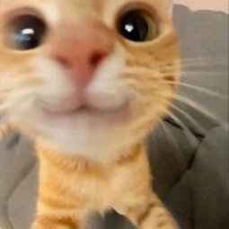 Sabby's Valorant esports profile to rule them all - Curry.gg